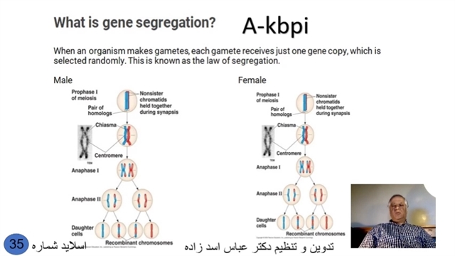 اسلاید شماره 35 ...ژنتیک رنگ در کبوتران اهلی ... تدوین و تنظیم دکتر ...